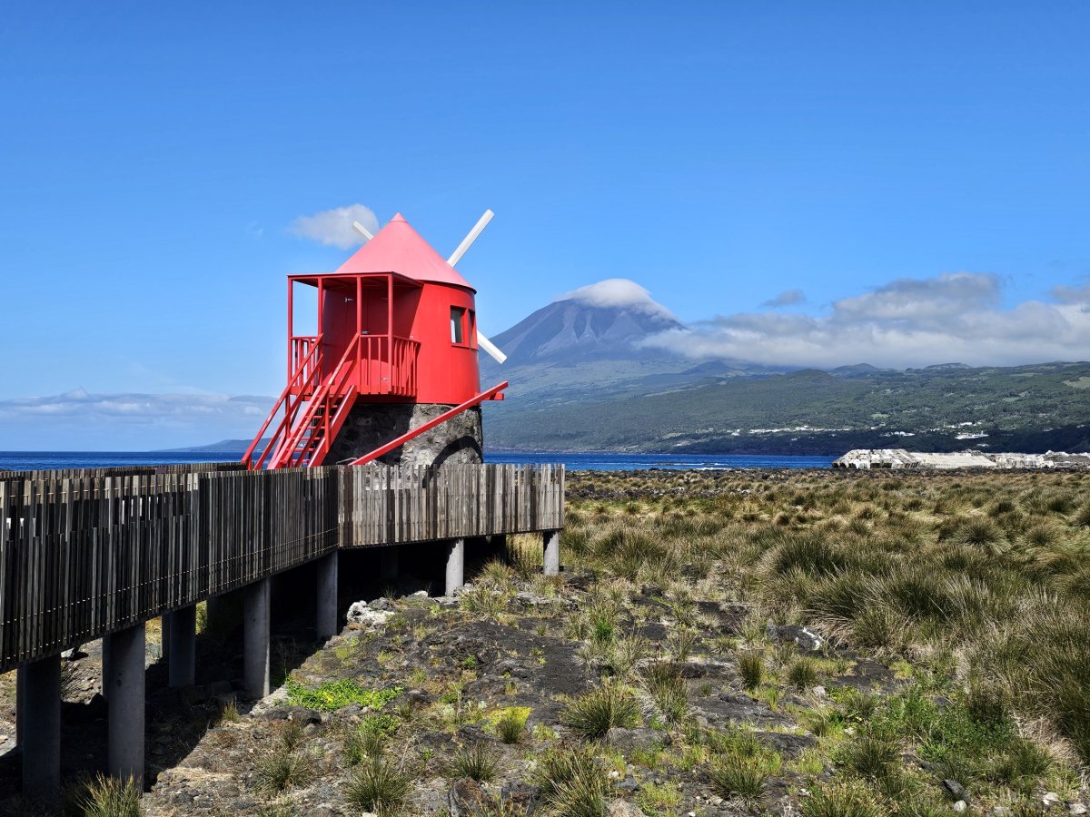 Cachorro, Pico - Tudo o que precisa de saber
