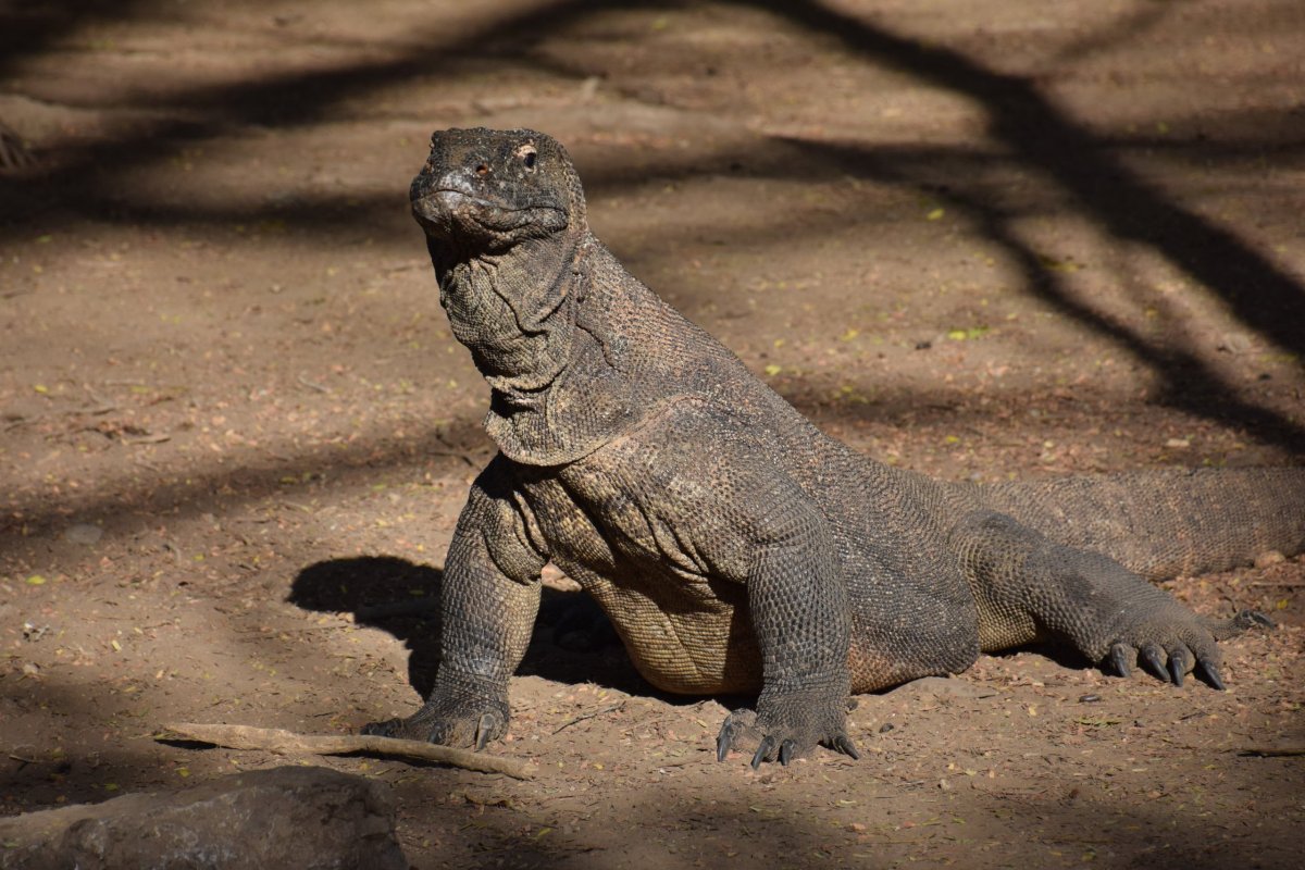 Ponto de Manjerite, Ilhas Komodo - Tudo o que precisa de saber
